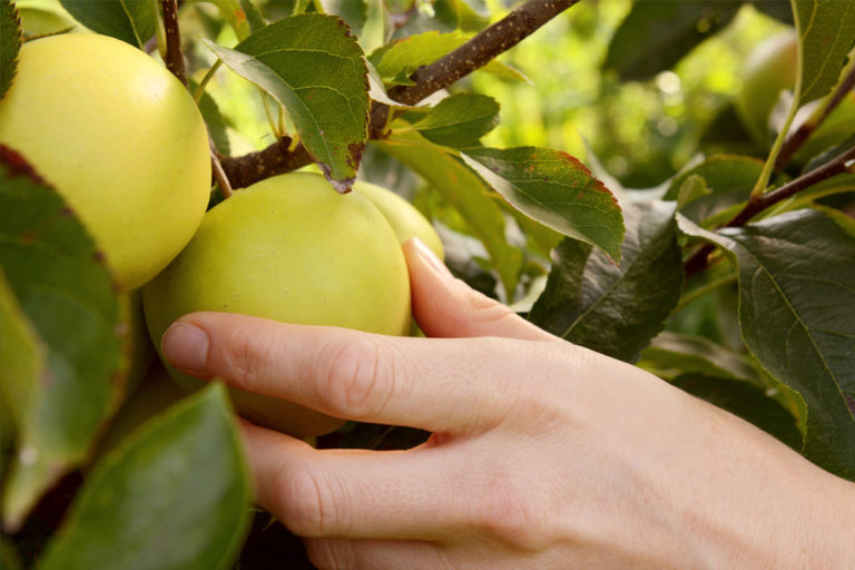 Our Story - Davison Canners, Commercial & Bakery Jams, Conserves ...